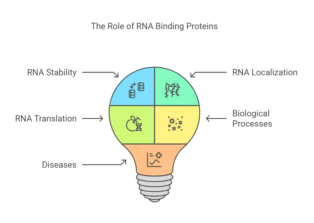 RNA Binding Proteins: Way for Improved Treatments