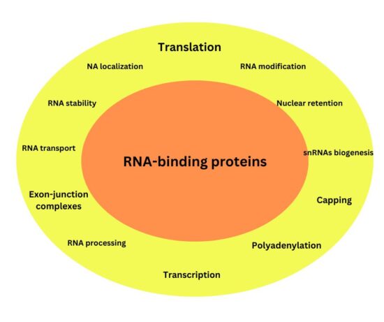 RNA Binding Proteins: Way for Improved Treatments